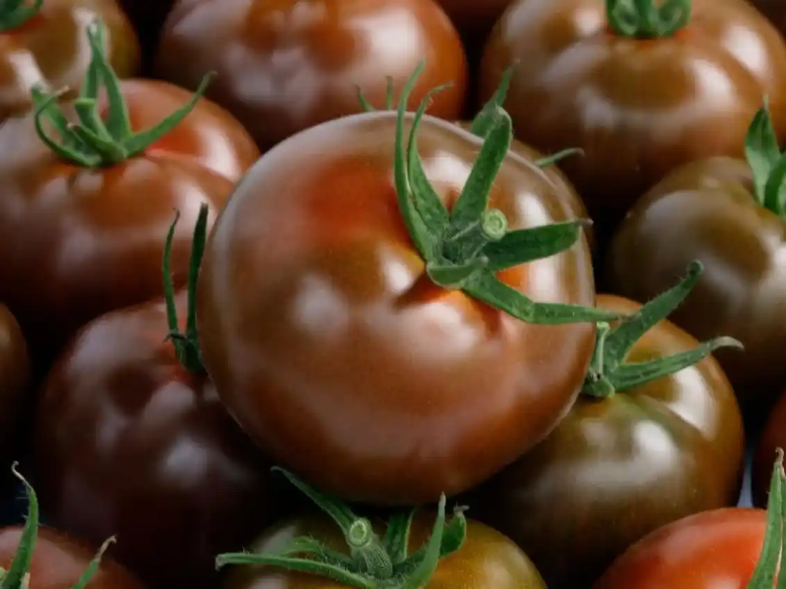 ¿Qué es el tomate negro o kumato?
